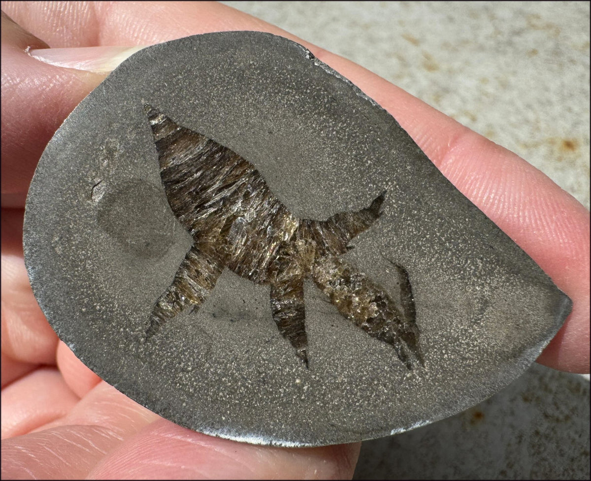 ~New~ French Septarian Nodule with Sparkly BARITE Crystal inclusions ...